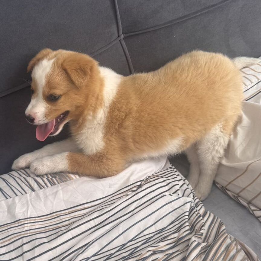 Щенок в добрые руки