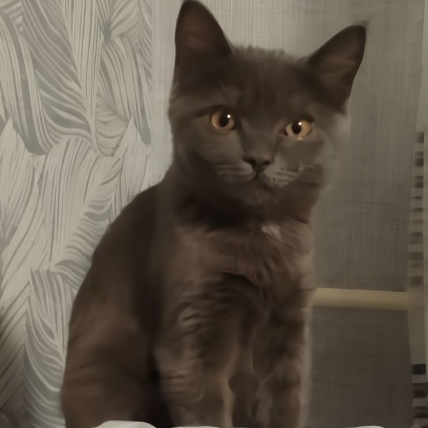 Шотландский прямоухий короткошёрстный котёнок