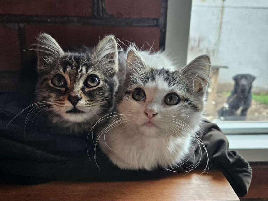 Кошки в добрые руки