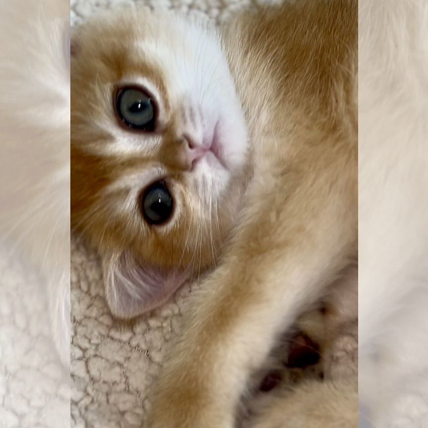 Шотландский вислоухий короткошёрстный котёнок