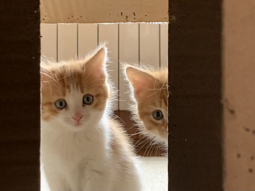 Рыжий котенок