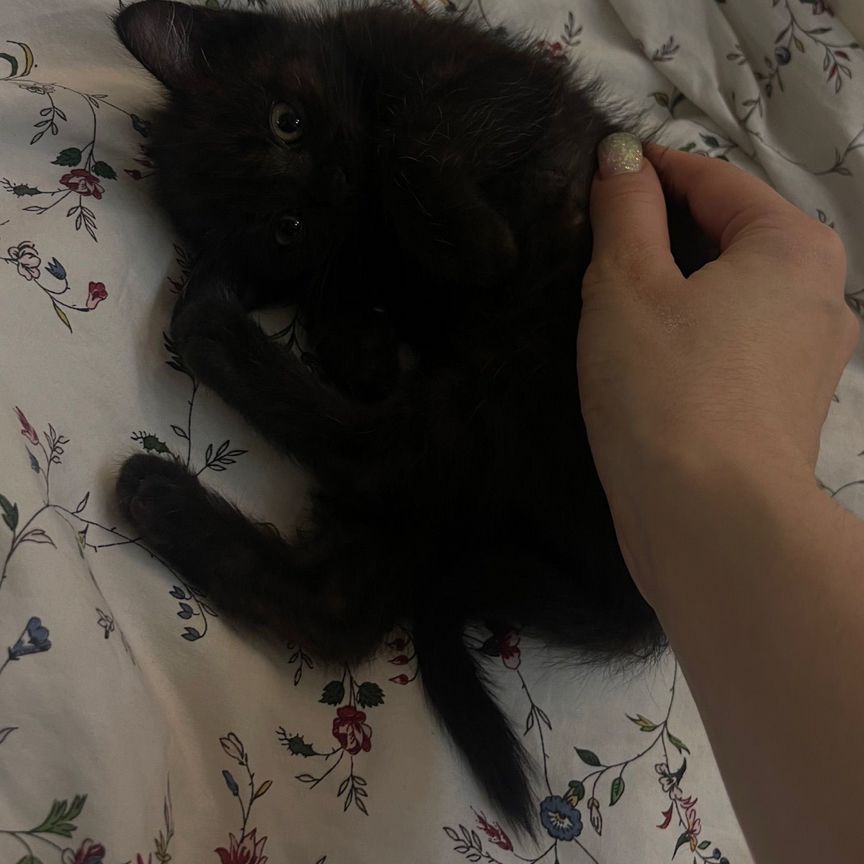 Котенок с шоколадным оттенком в добрые руки