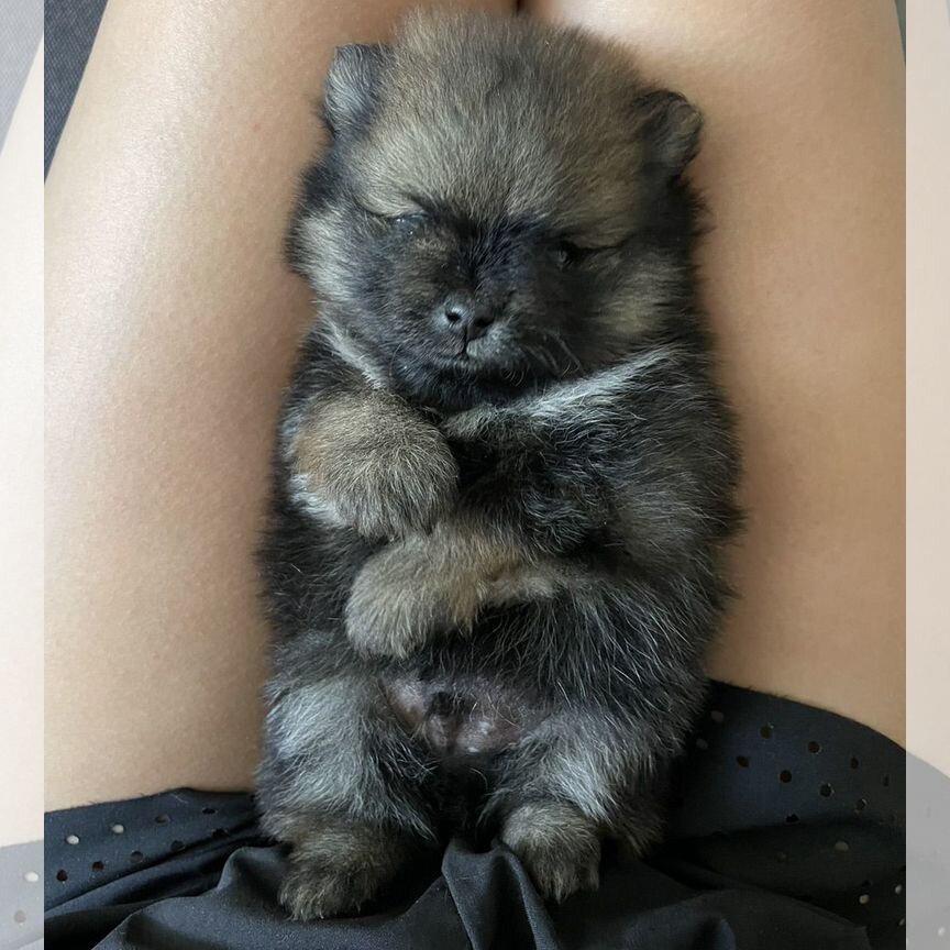 Померанский шпиц медвежьего типа