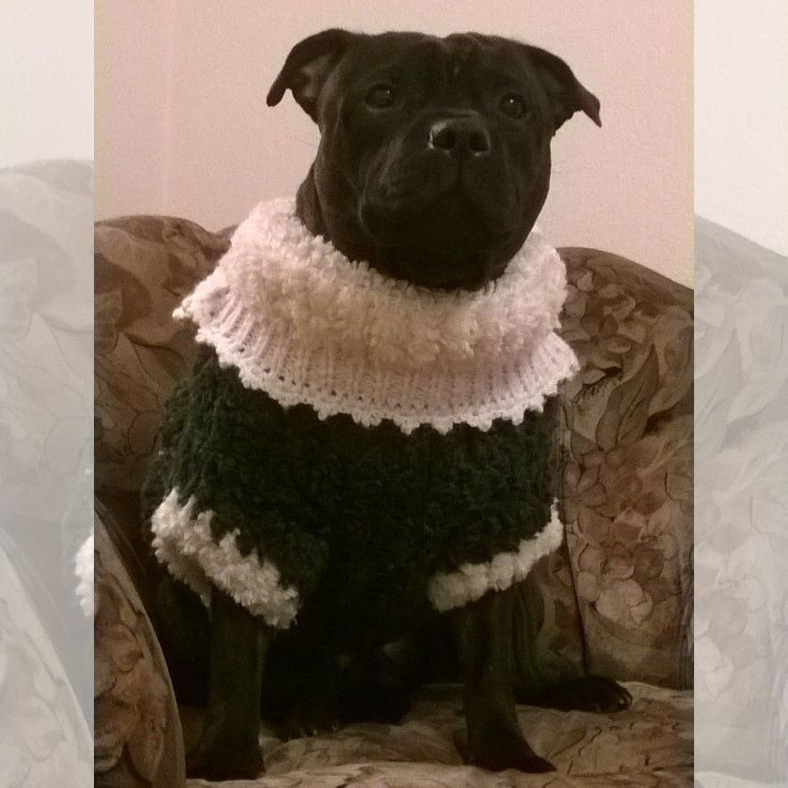 Куртка вязаная для собаки