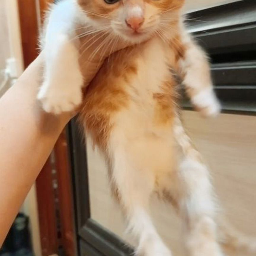Котята в добрые руки 1.5 месяц