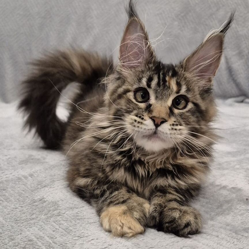 Мейн-кун котёнок