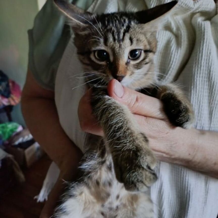 Отдам котят в добрые руки