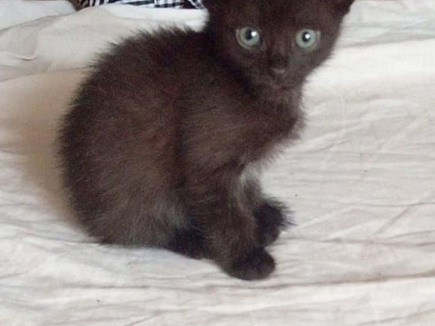Кошка