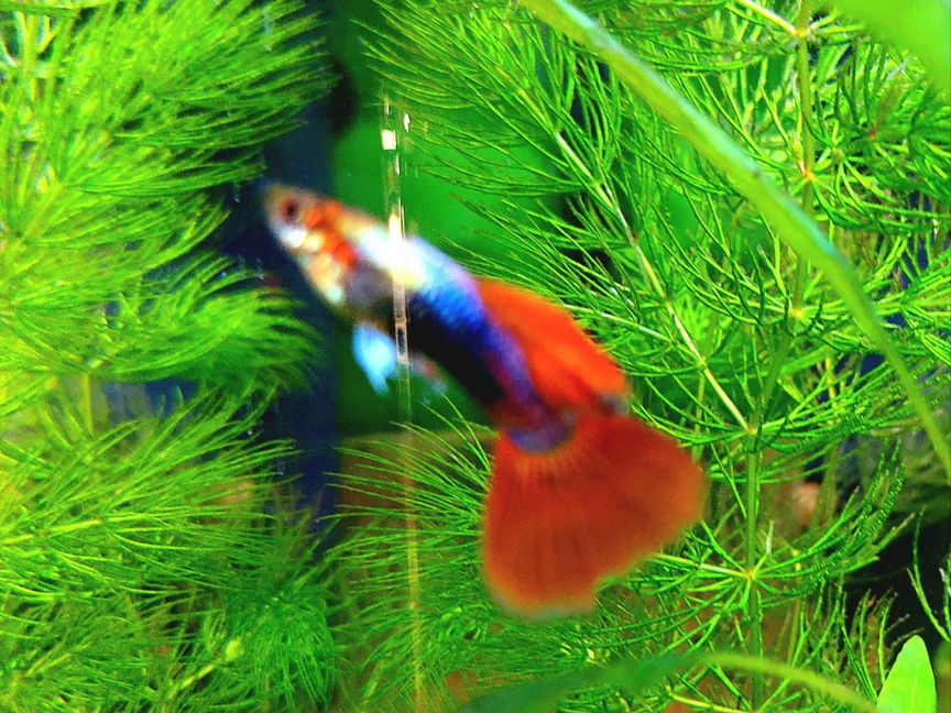 Гуппи - самец и две самочки