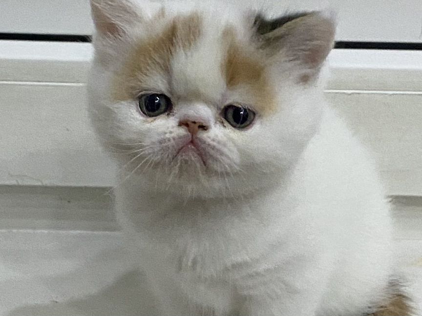 Экзотические котята