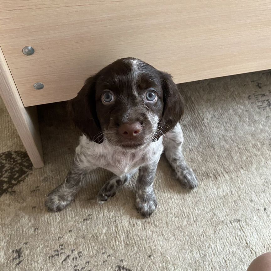 Русский спаниель