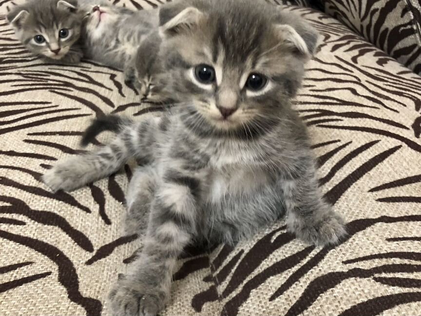 Красивые, вислоухие, породистые котята