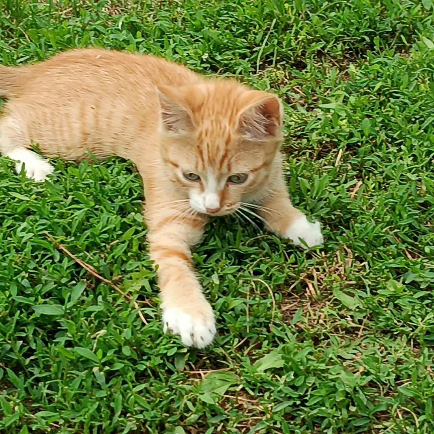 Кошка