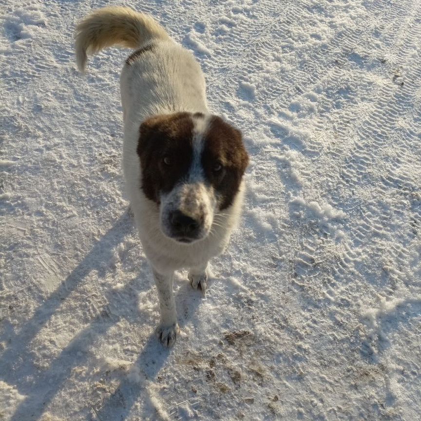 Собака смертник