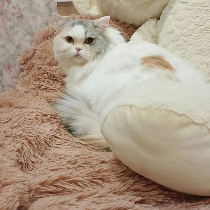 Хайленд страйт девочка