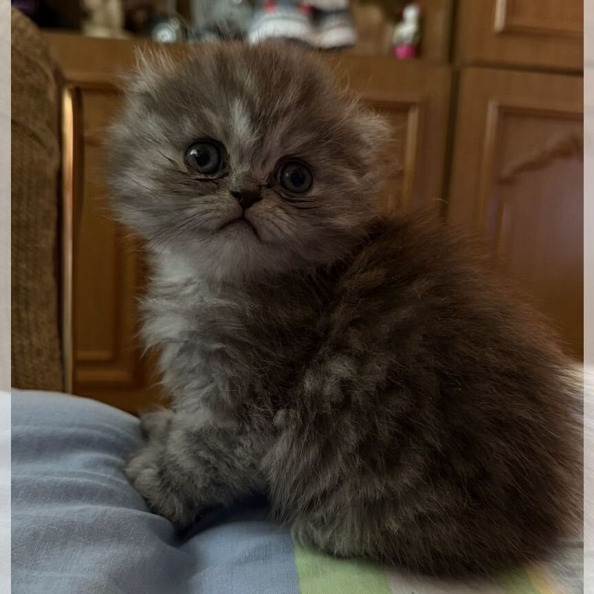 Шотландский вислоухий котик