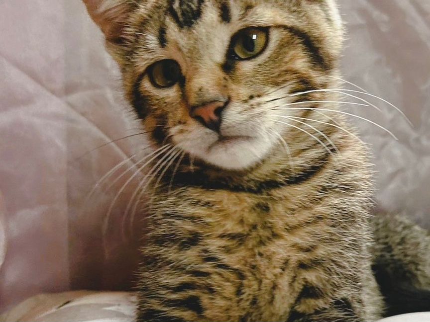 Ласковый котенок (мальчик)в добрые руки