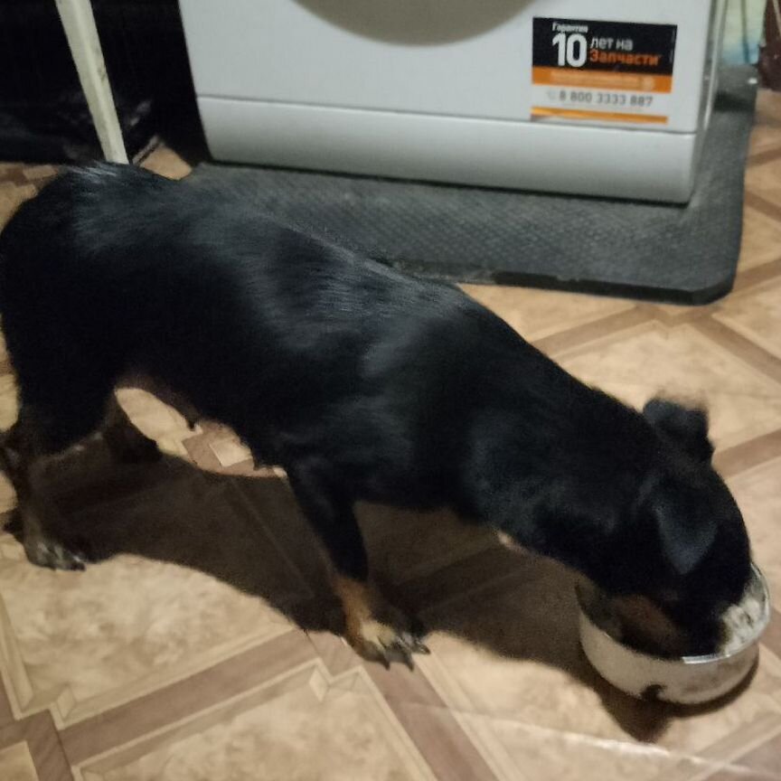 Немецкий пинчер, взрослая собака