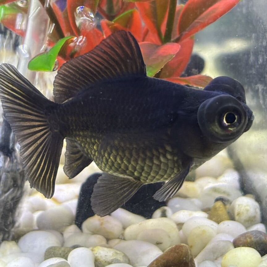 Рыба телескоп