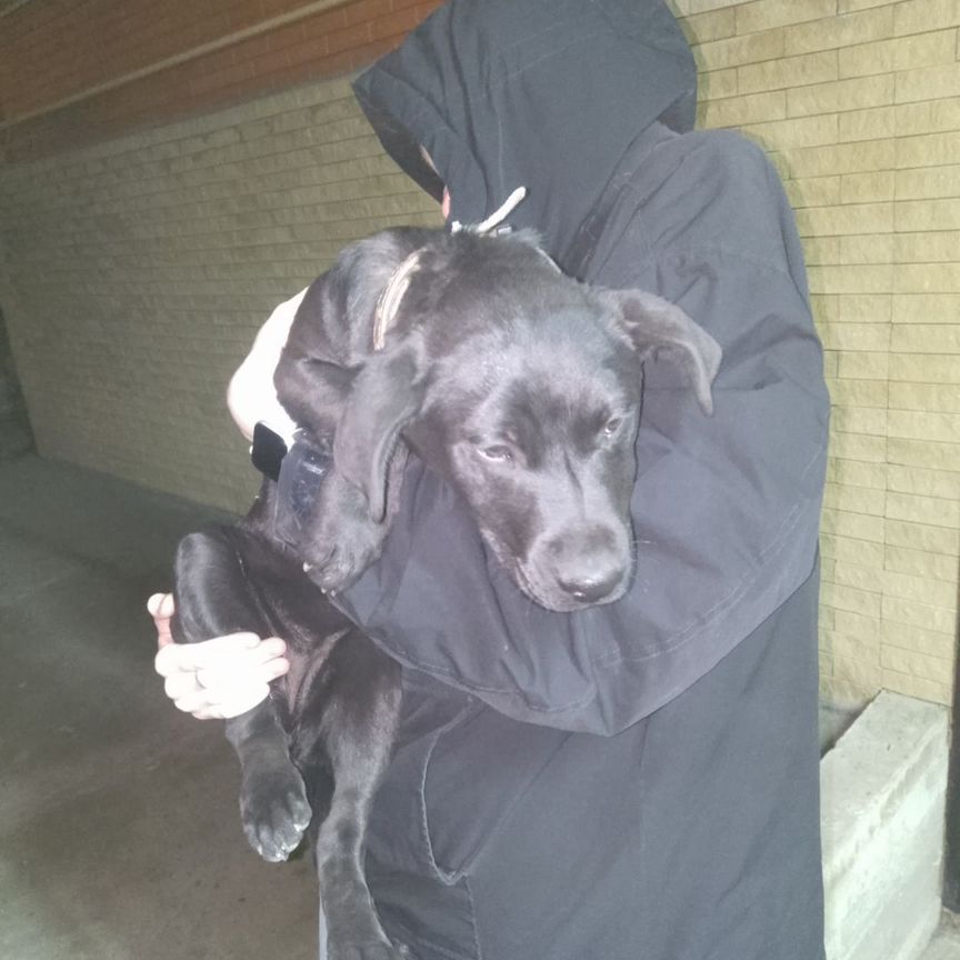 Щенок в добрые руки бесплатно