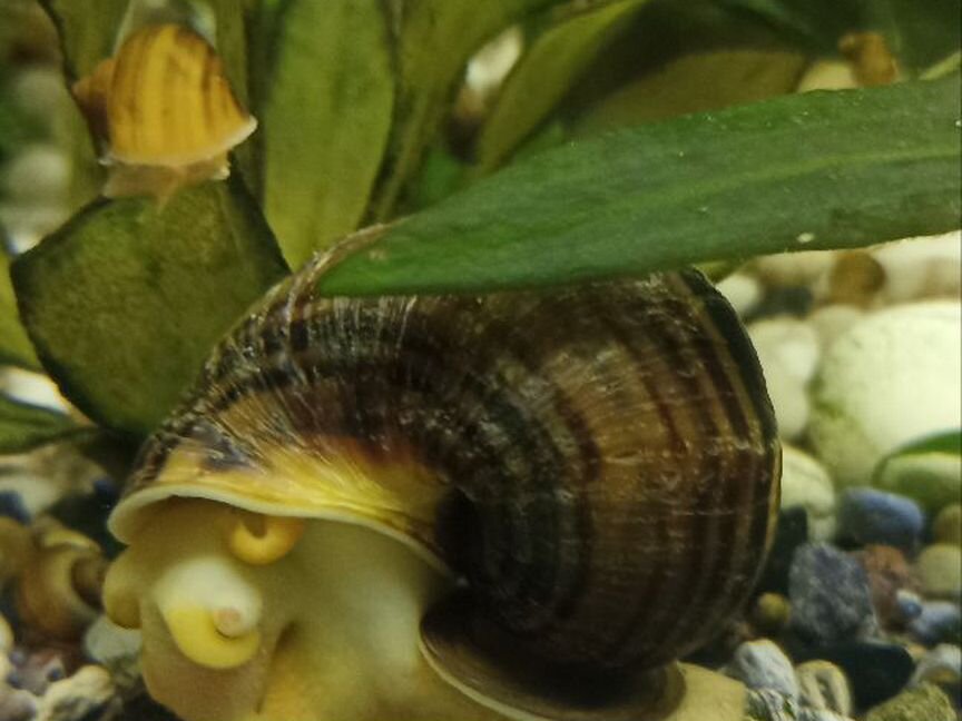 Улитки ампулярии