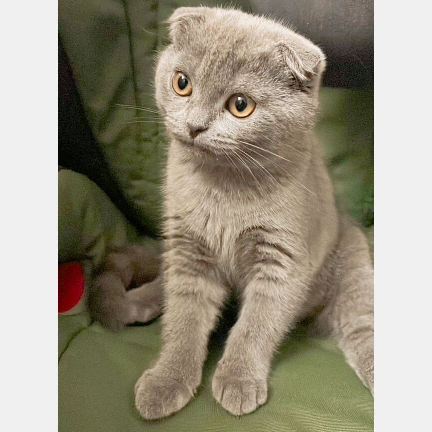 Шотландская вислоухая девочка