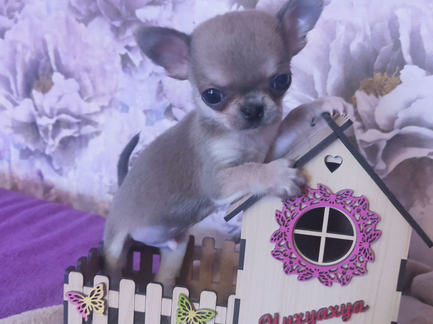 Щенки чихуахуа