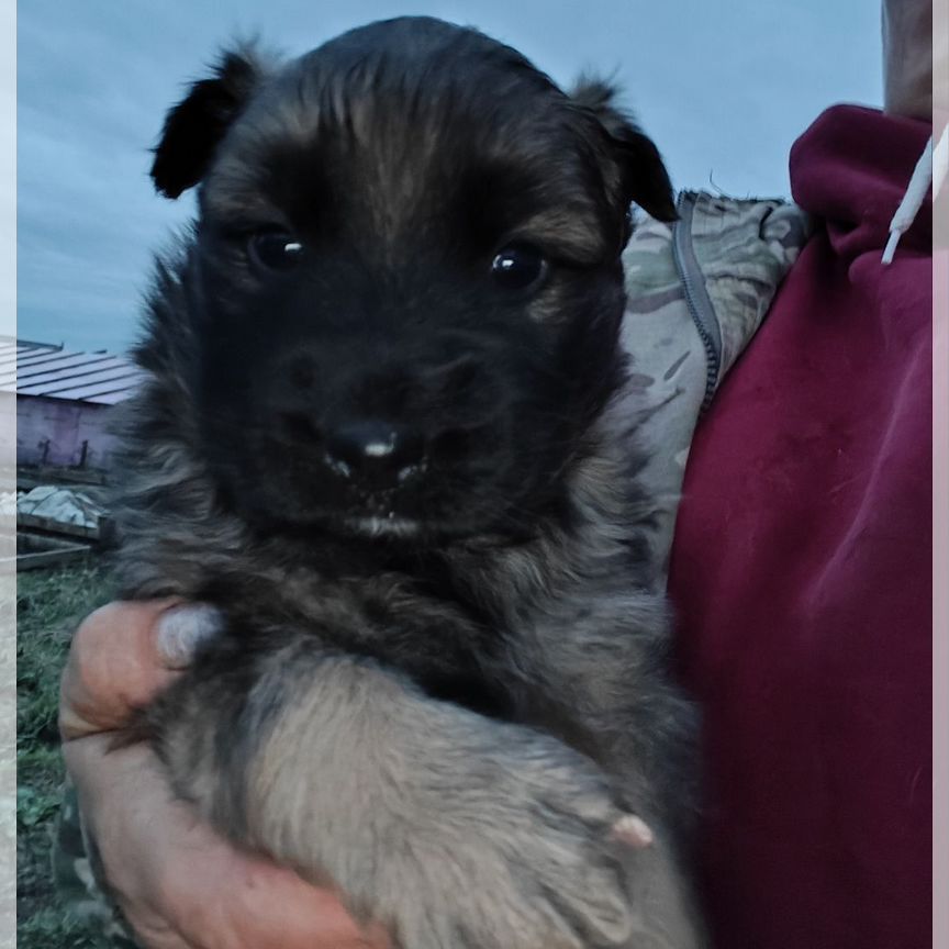 Немецкая овчарка, щенок