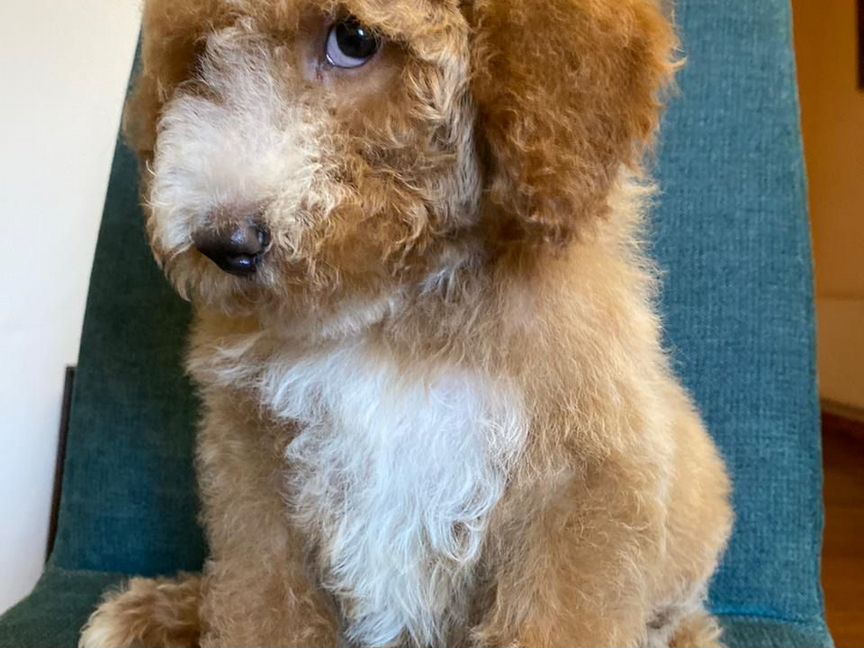 Королевский пудель