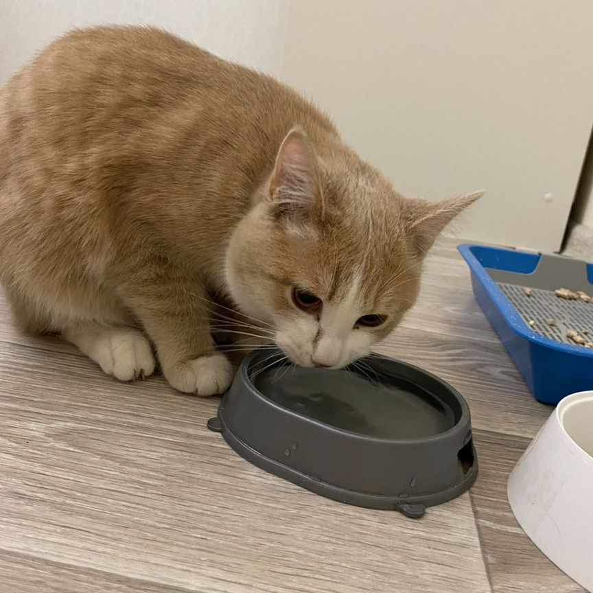Отдам кота в добрые руки