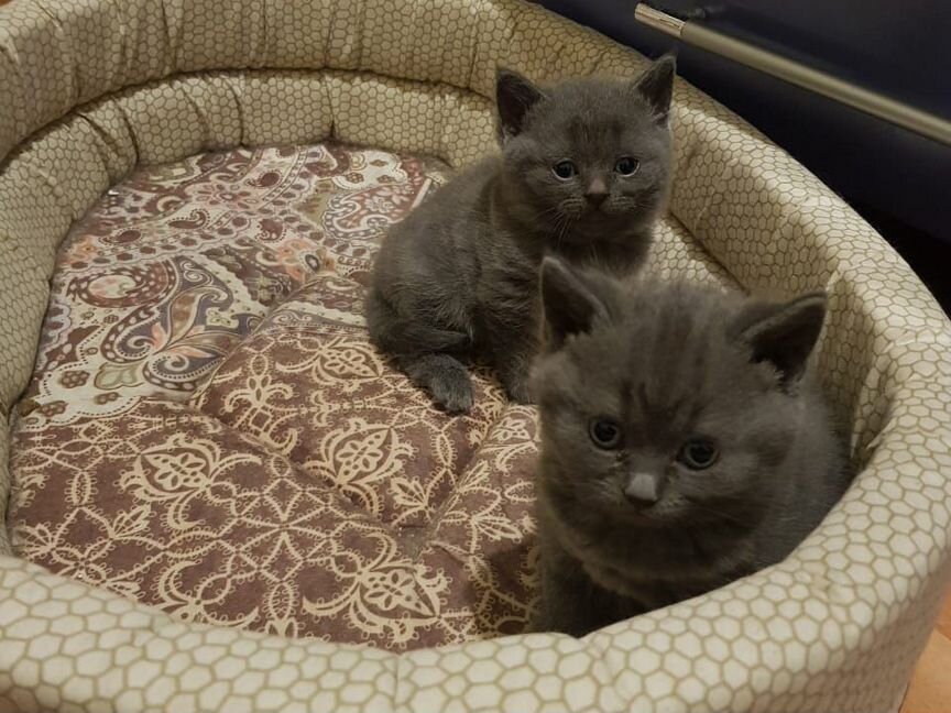 Шотландские прямоухие голубые котята