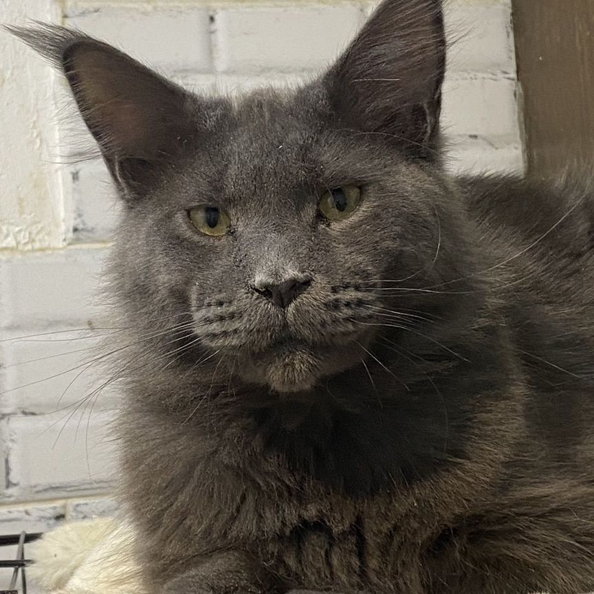 Мейн-кун роскошный кот