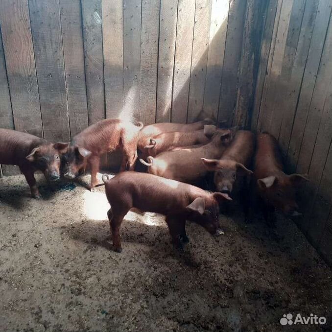 Поросята Дюрок