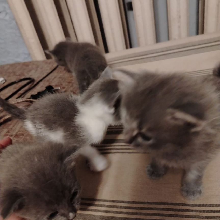 Отдадим котят