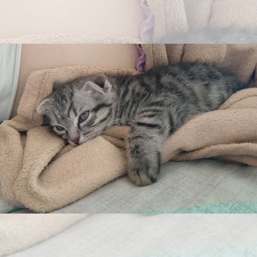 Шотландская вислоухая кот