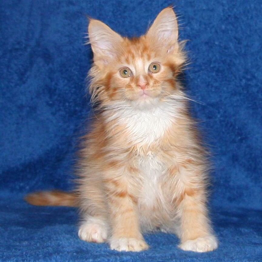 Мейн-кун котёнок