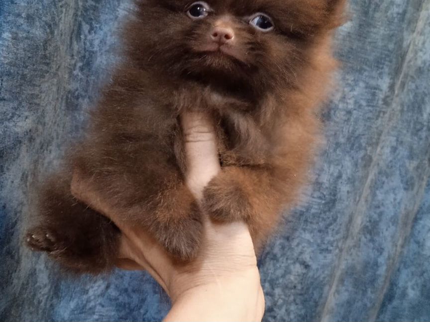 Шпиц мини мишка Рафик