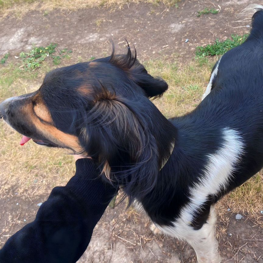 Щенки спаниеля