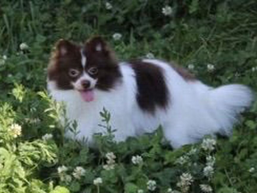 Щенки от шпица и болонки