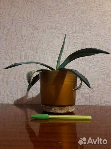 Комнатные растения цветы купить в Калининграде | Товары для дома и дачи ...