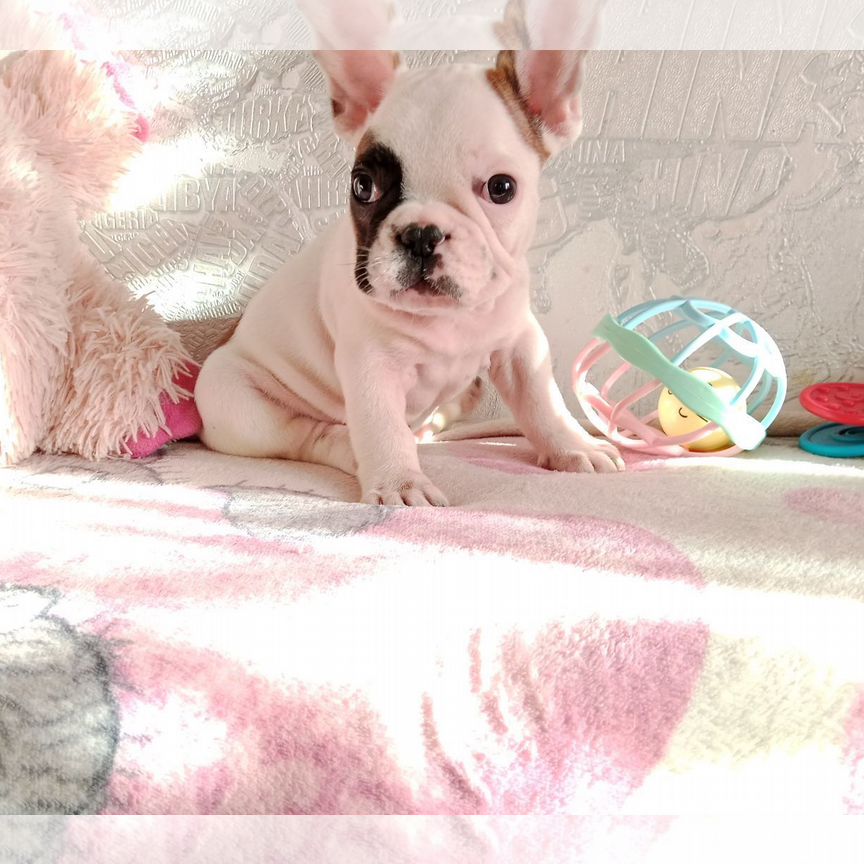 Французский бульдог, щенок