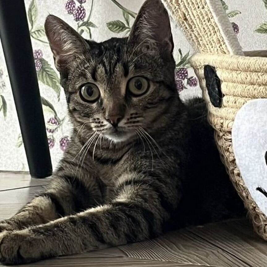 Котенок девочка ищет дом