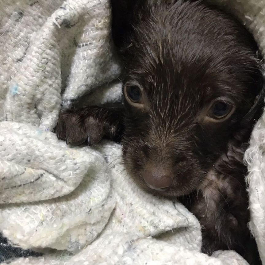 Щенки в добрые руки даром