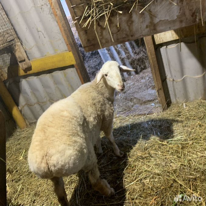 Курдючный баран