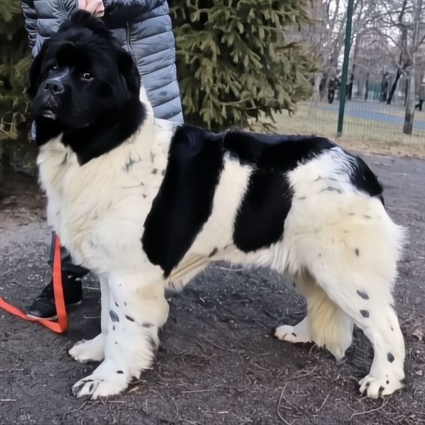 Ньюфаундленд, щенок