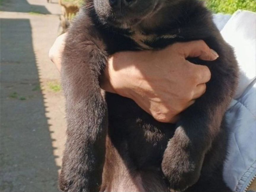 Карапузы ищут дом