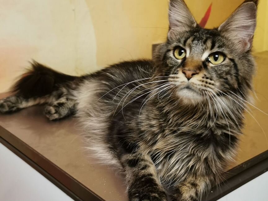 Кошка Мейн-кун 2 года