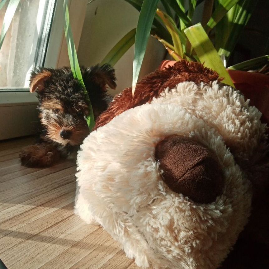 Красотулик