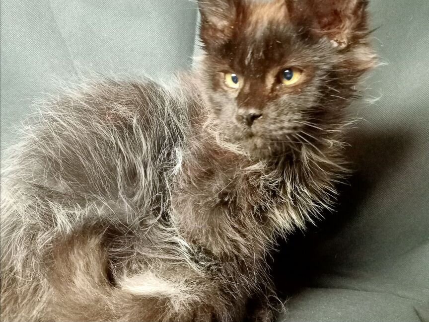 Кошки
