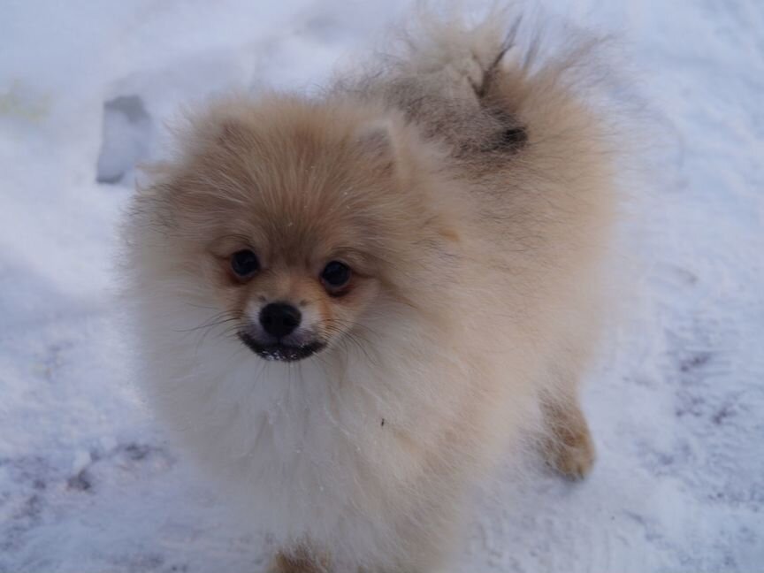 Подрощенный послушный мальчик померанского шпица